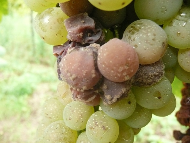 When Rot is good - Botrytis Cinerea or Noble Rot - Vino-Club