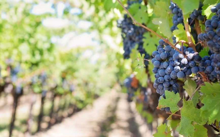 Biodynamic Wines: What They Are and Why They Matter - Vino-Club